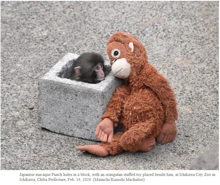 We love Punch the Monkey | Reference News